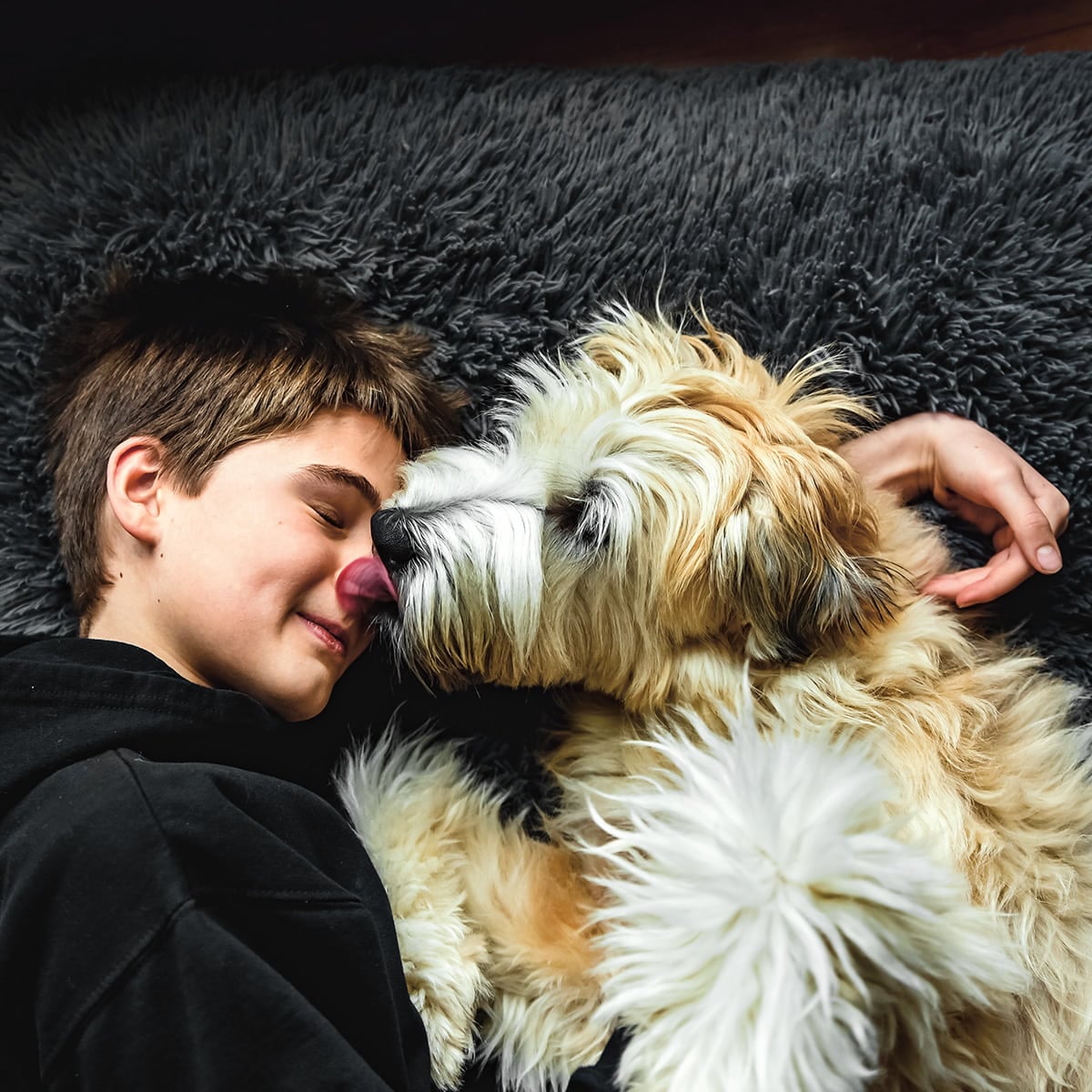 Se Deben Permitir Perros En Los Restaurantes Scholastic