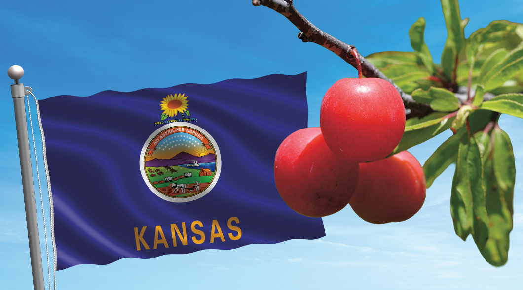 Kansas State Symbols Illustrated Map Of Kansas In US With The Major