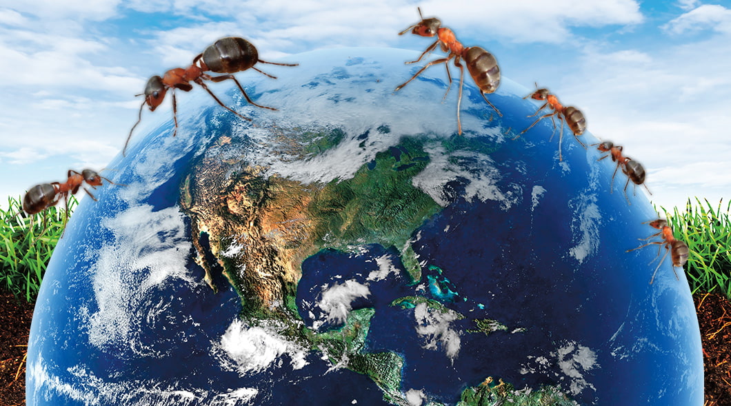 Planet of the Ants
