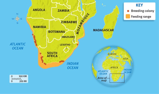 Map Of Where African Penguins Live UKAHT Can You Name The 18 Species