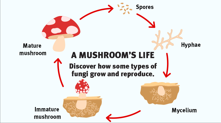 Mushroom Spores Diagram